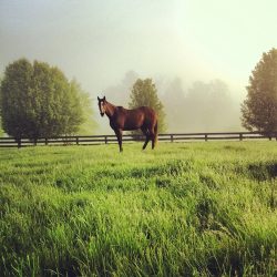 Understanding the Henneke body condition scoring system - Finish Line ...